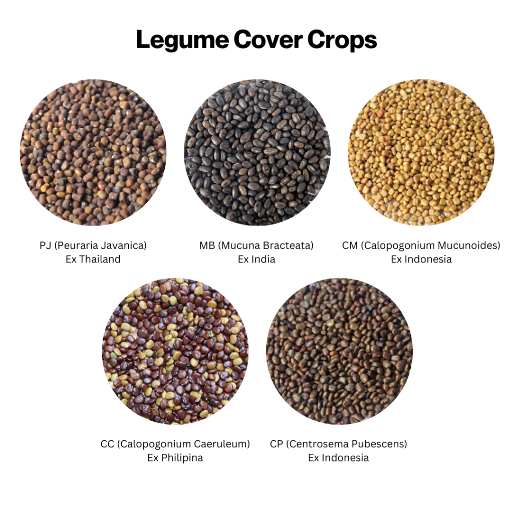 Legume Cover Crops - Baru Group